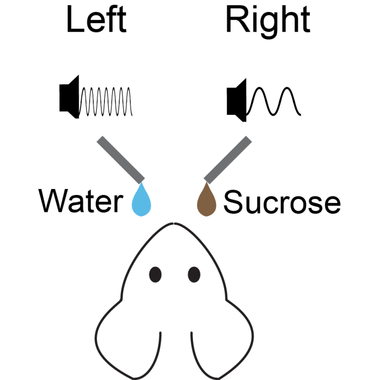 The Amygdala Unveiled: How Our Brains Process Threats, Rewards, and ...