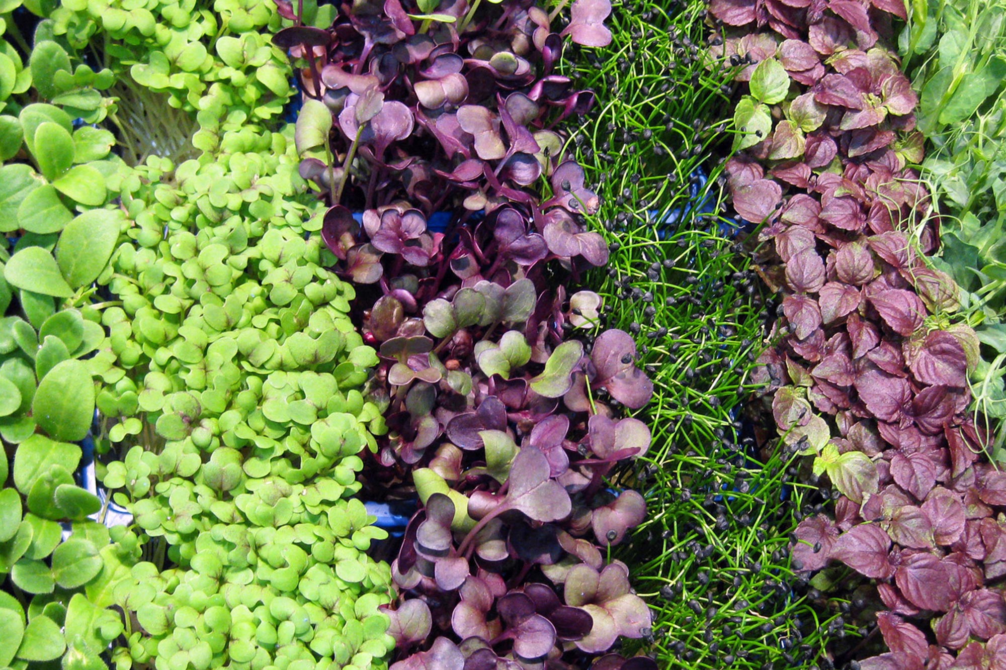 Microgreens vs. Mature Veggies: Comparing Nutrient Content and Weight ...