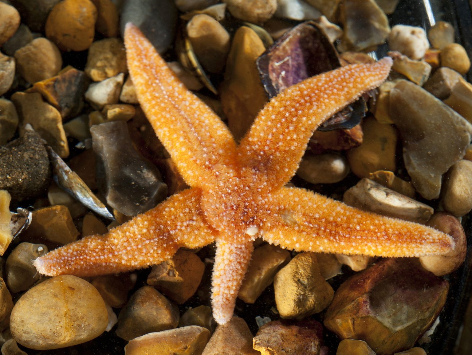 Regeneration and Beyond: Scientists Discover Starfish Secrets to Limb ...