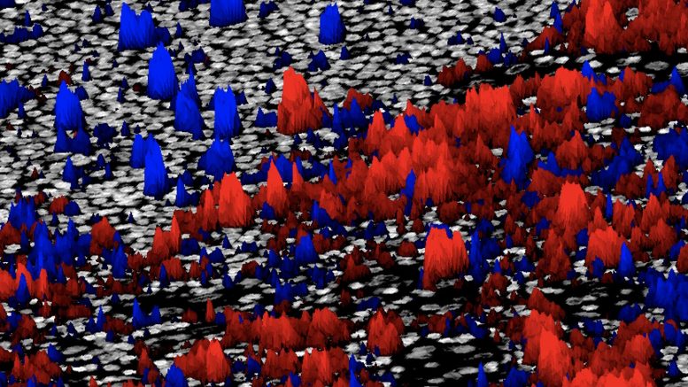 Making the Invisible Visible: A Clearer “Picture” of Blood Vessels in ...