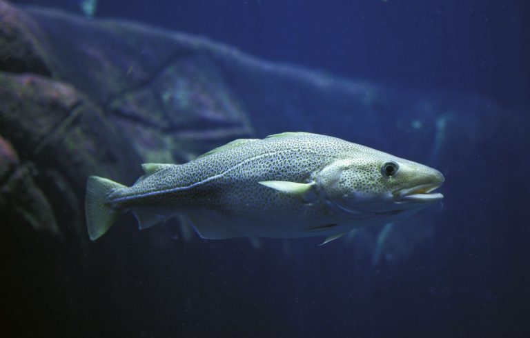 Climate Change Is Changing Fish Behavior. It Could Lead to Extinction