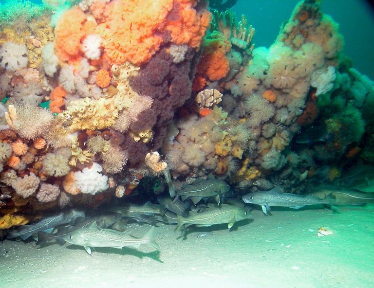 Overfishing of Atlantic Cod Likely Did Not Cause Genetic Changes – Hope ...