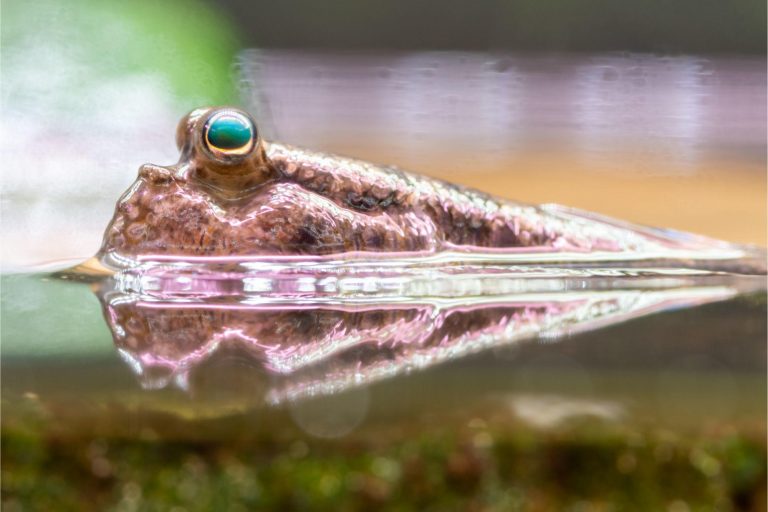 The Unexpected Evolutionary Key of Blinking