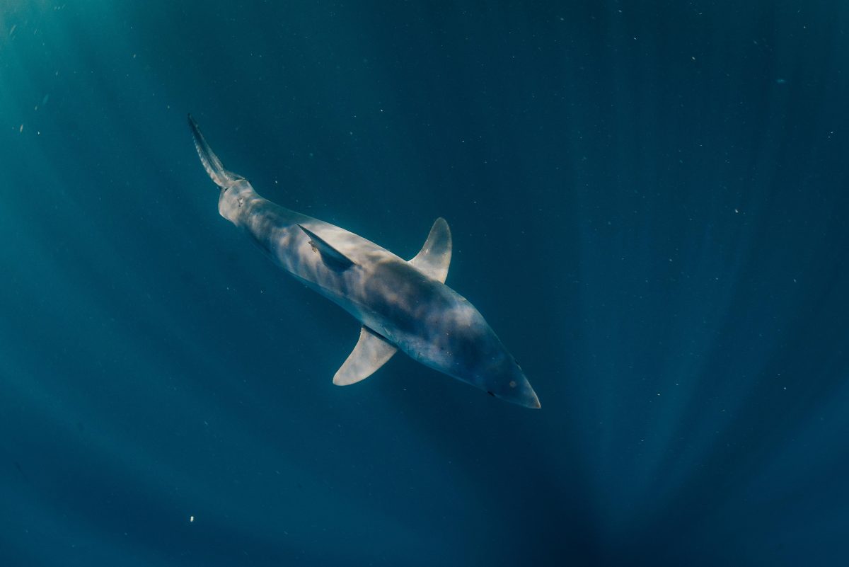 The Race Against Extinction: Genetic Lifeline Discovered for Endangered ...