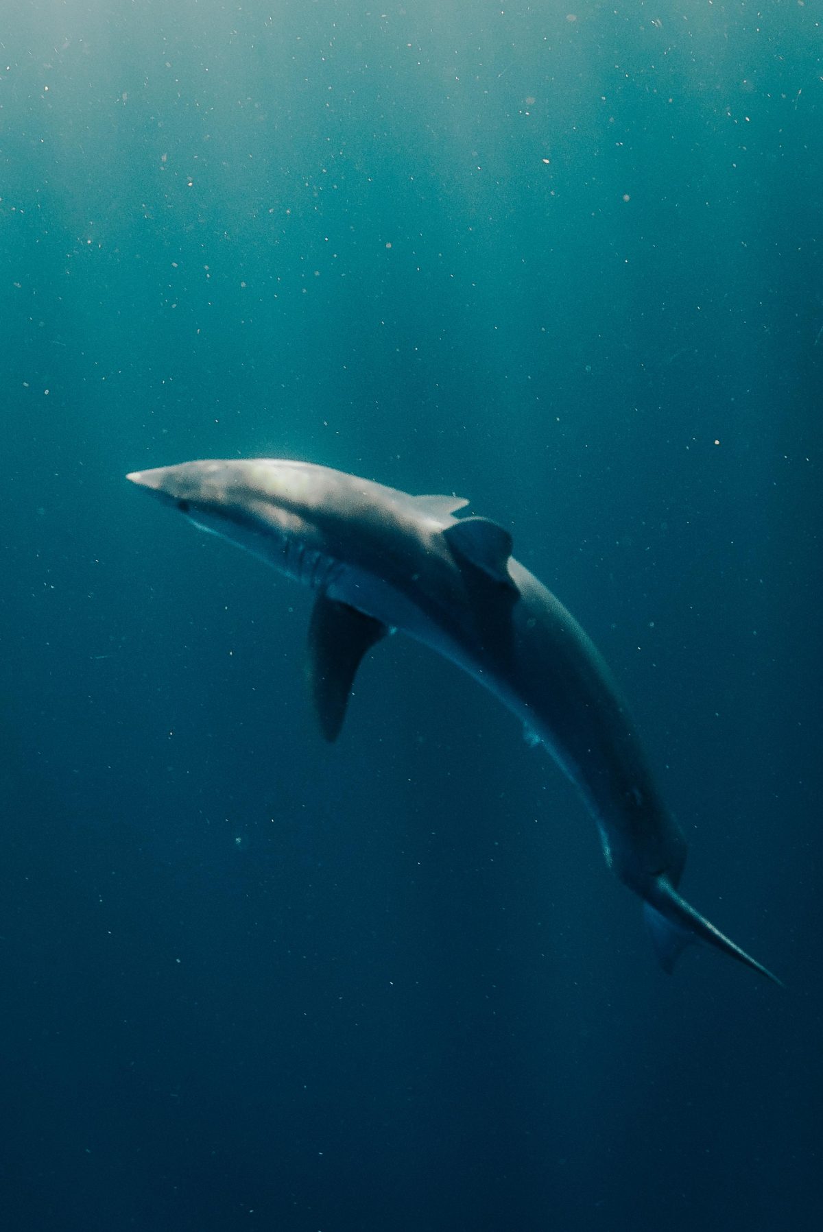 The Race Against Extinction: Genetic Lifeline Discovered for Endangered ...