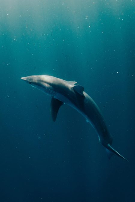 The Race Against Extinction: Genetic Lifeline Discovered for Endangered ...