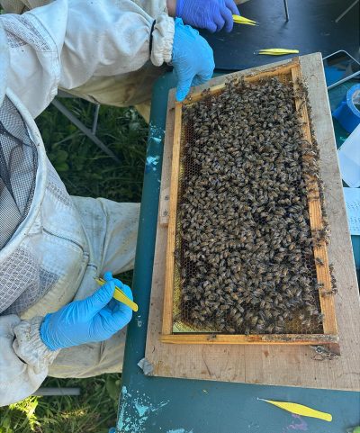 Tiny QR Codes Reveal the Secret Journeys of Honeybees