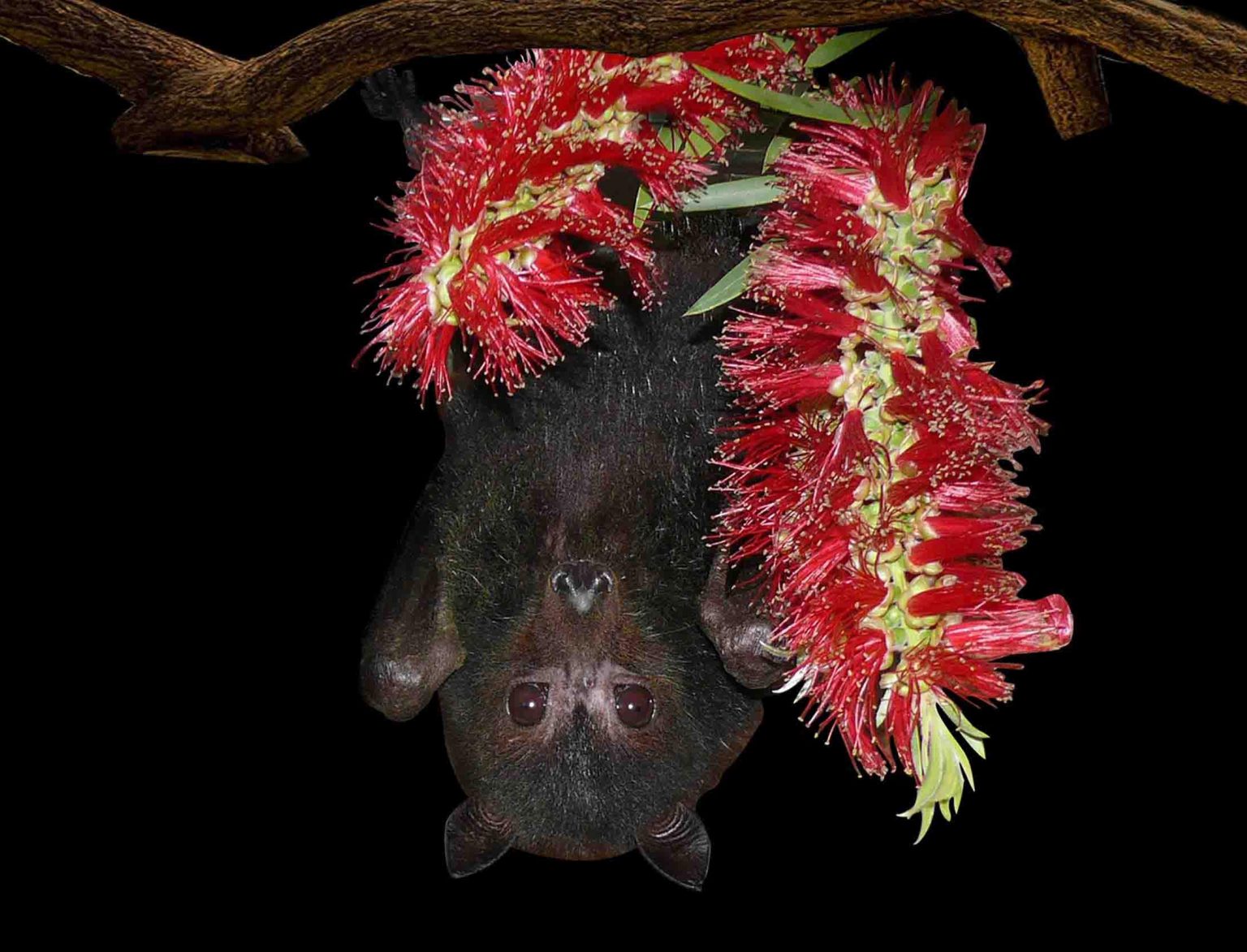 Why Are Bat Viruses So Deadly? Answers to the Question Raised by ...