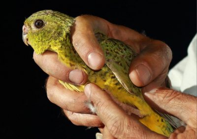 Mysterious Australian Night Parrots May Not Be Much Better at Seeing in ...
