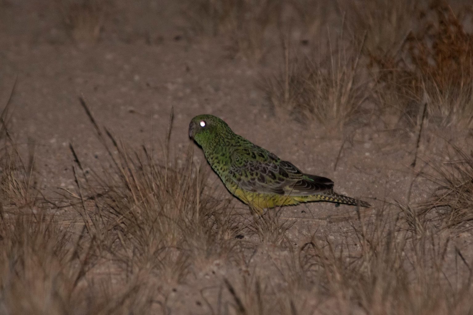 Mysterious Australian Night Parrots May Not Be Much Better at Seeing in ...