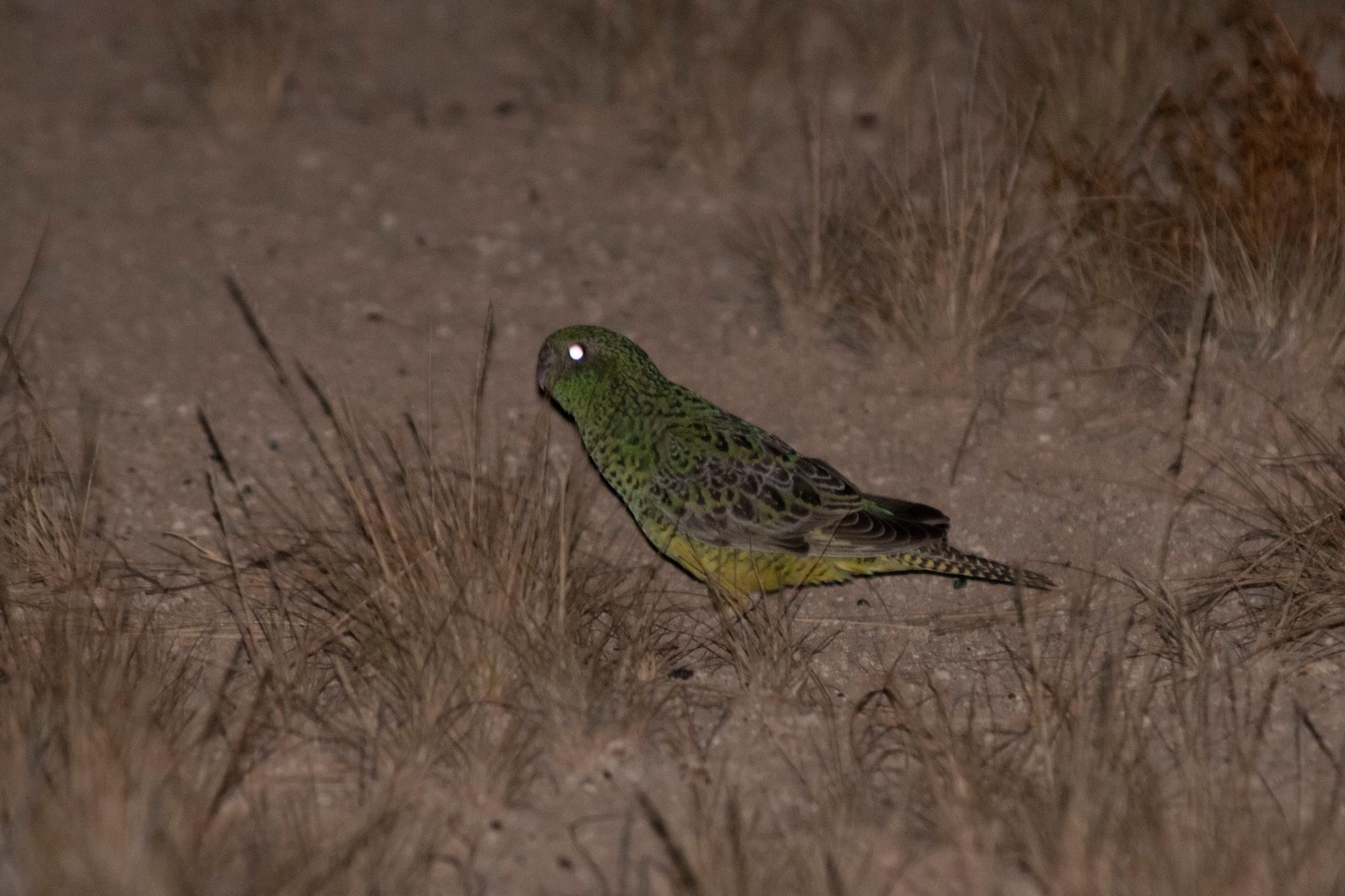 Mysterious Australian Night Parrots May Not Be Much Better at Seeing in ...