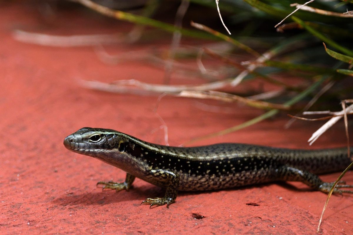 This Tiny Mutation Makes Aussie Skinks Immune to Snake Bites
