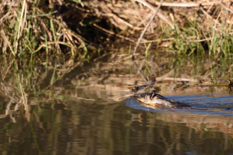 New DNA Research Unlocks Secrets of Native Rodents’ Rat Race to New Lands