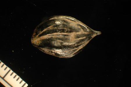 Frozen in Time: Scientists Discover 45-Million-Year-Old Ancient Walnuts ...