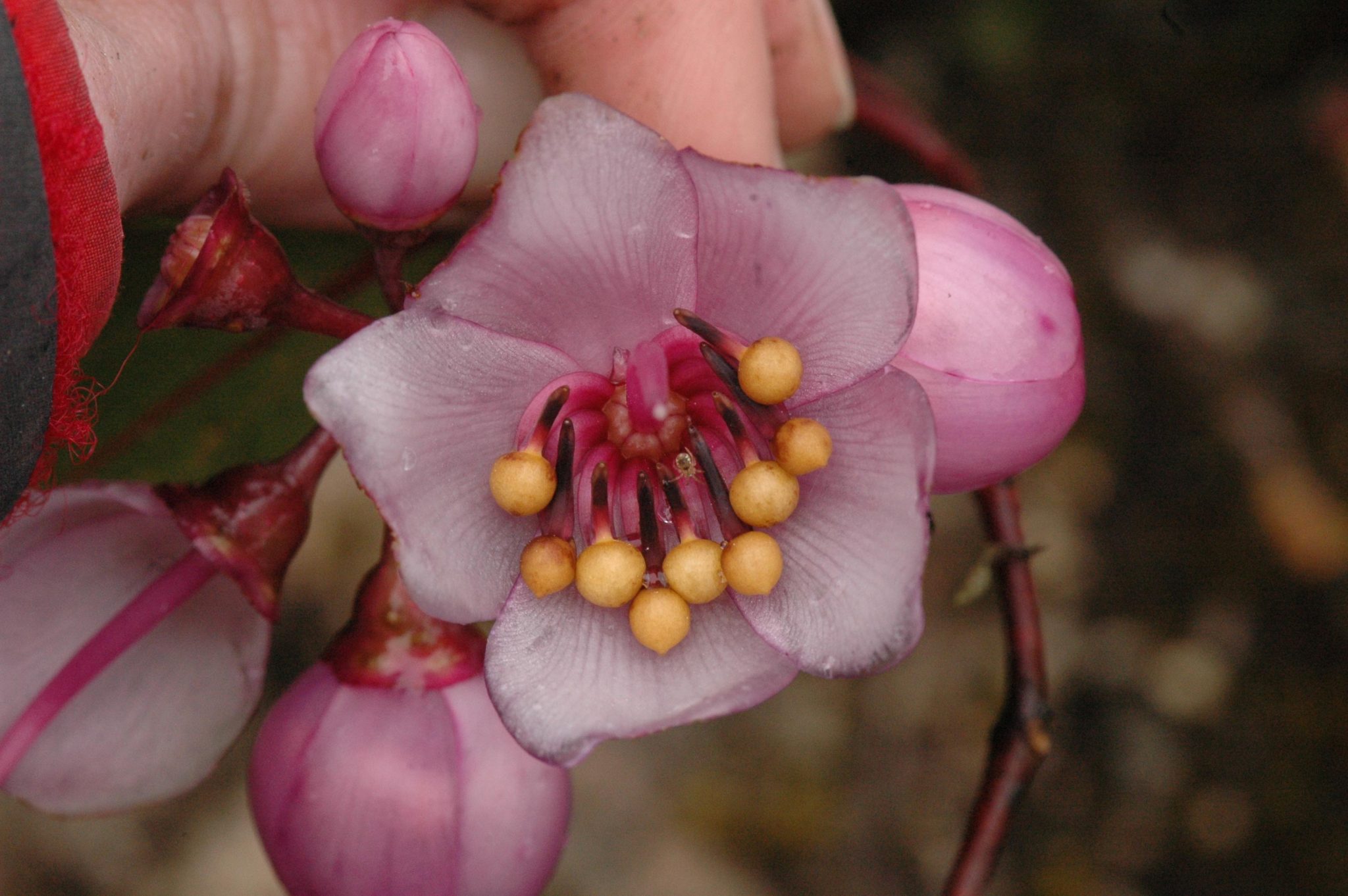 Biologists Discover That Flower Shapes Evolve to Adapt to Their Pollinators