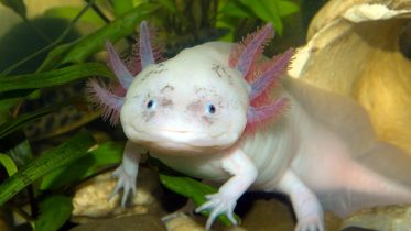 Scientists Sequence Largest Genome to Date, the Axolotl Genome