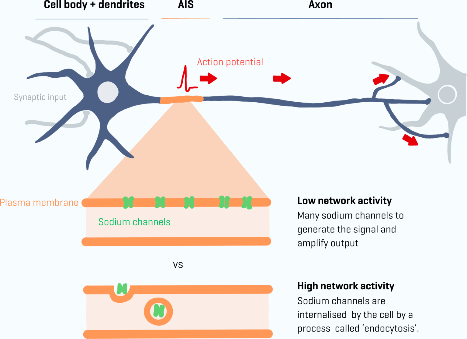 Neuroscientists Capture Brain Cells Adapting in Real Time