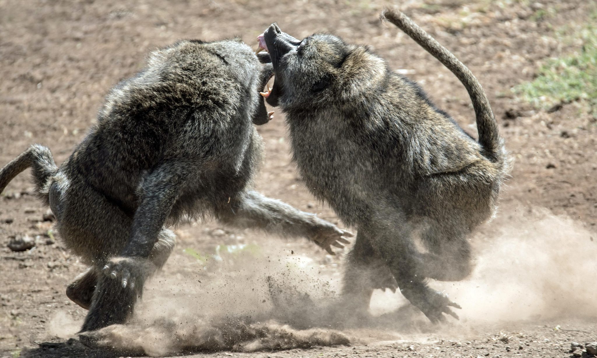 Brain Power: Battling With Neighbors Could Make Animals Smarter