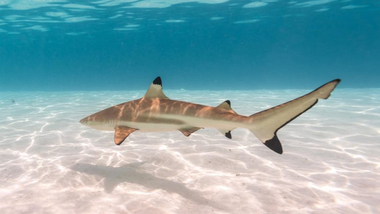 First Hybrid Sharks Discovered Near Australia