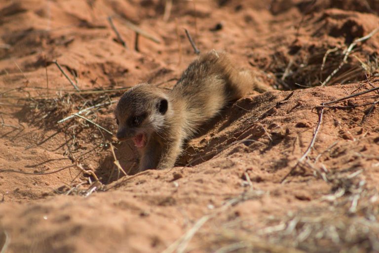 How Meerkats Communicate: Decoding the Sounds of Survival