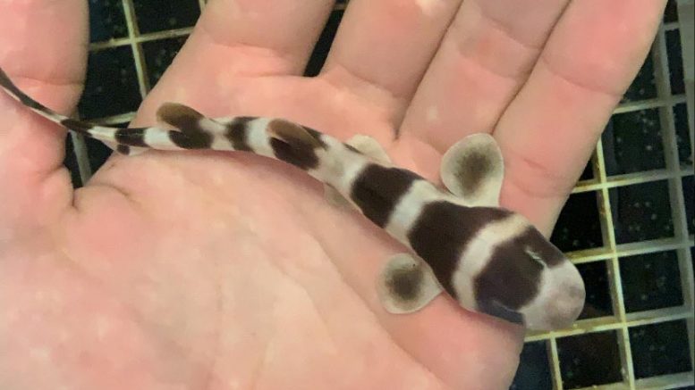 Sharkcano! – NASA Satellite Catches Submarine Eruption of Kavachi Volcano