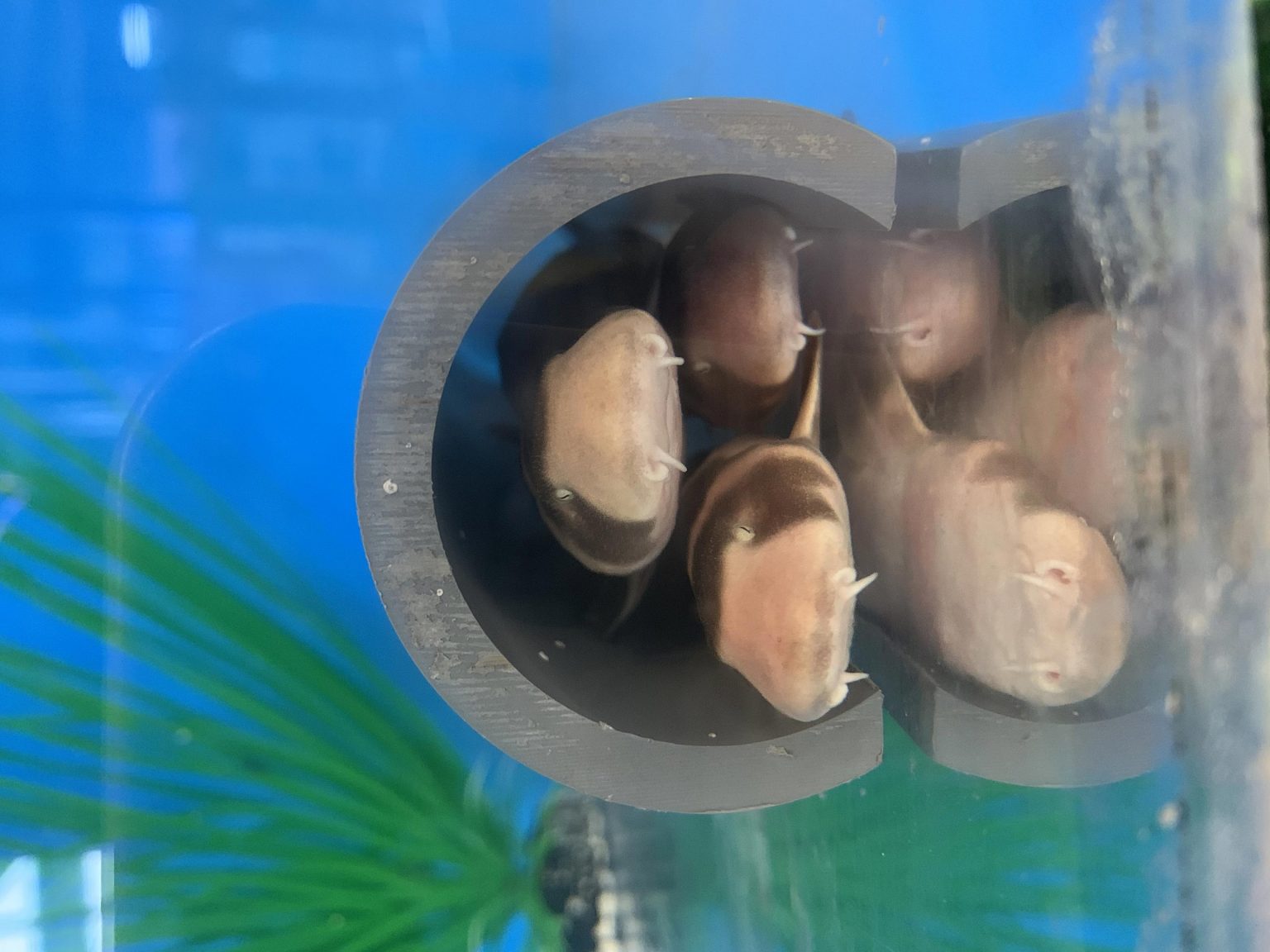 Largest-Ever Effort to Artificially Inseminate Sharks – And the ...