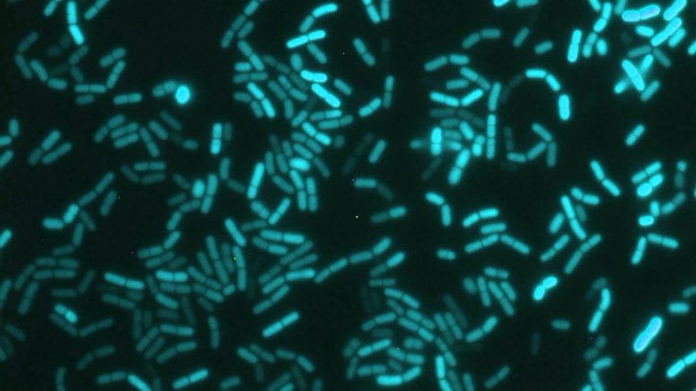 Scientists Uncover “Astonishing” Complexity of Bacterial Circadian Clocks