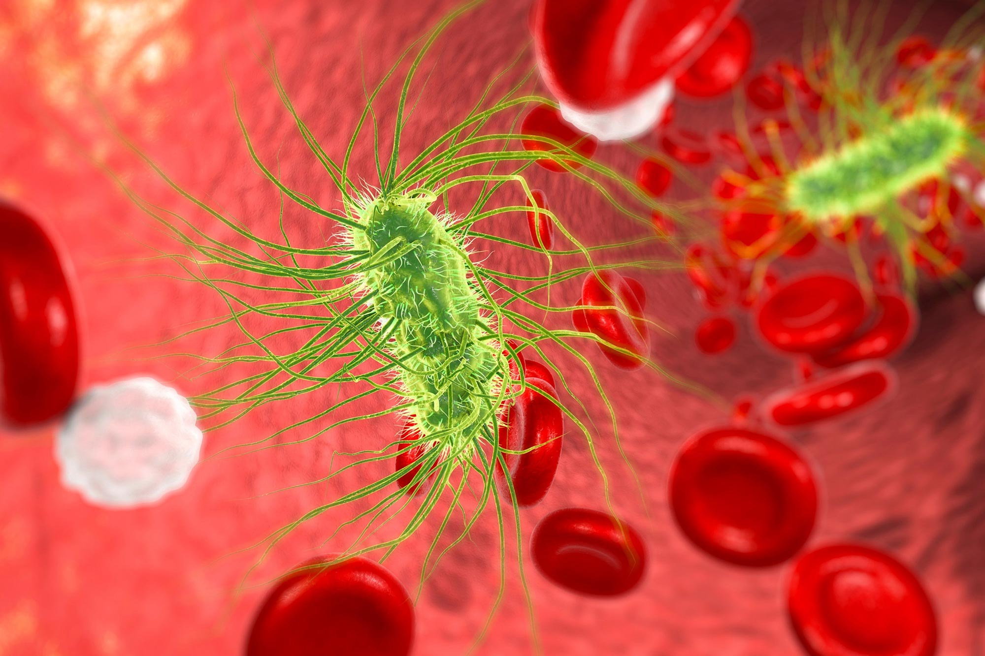 New Research Reveals How the Body Uses Fat To Fight Infections