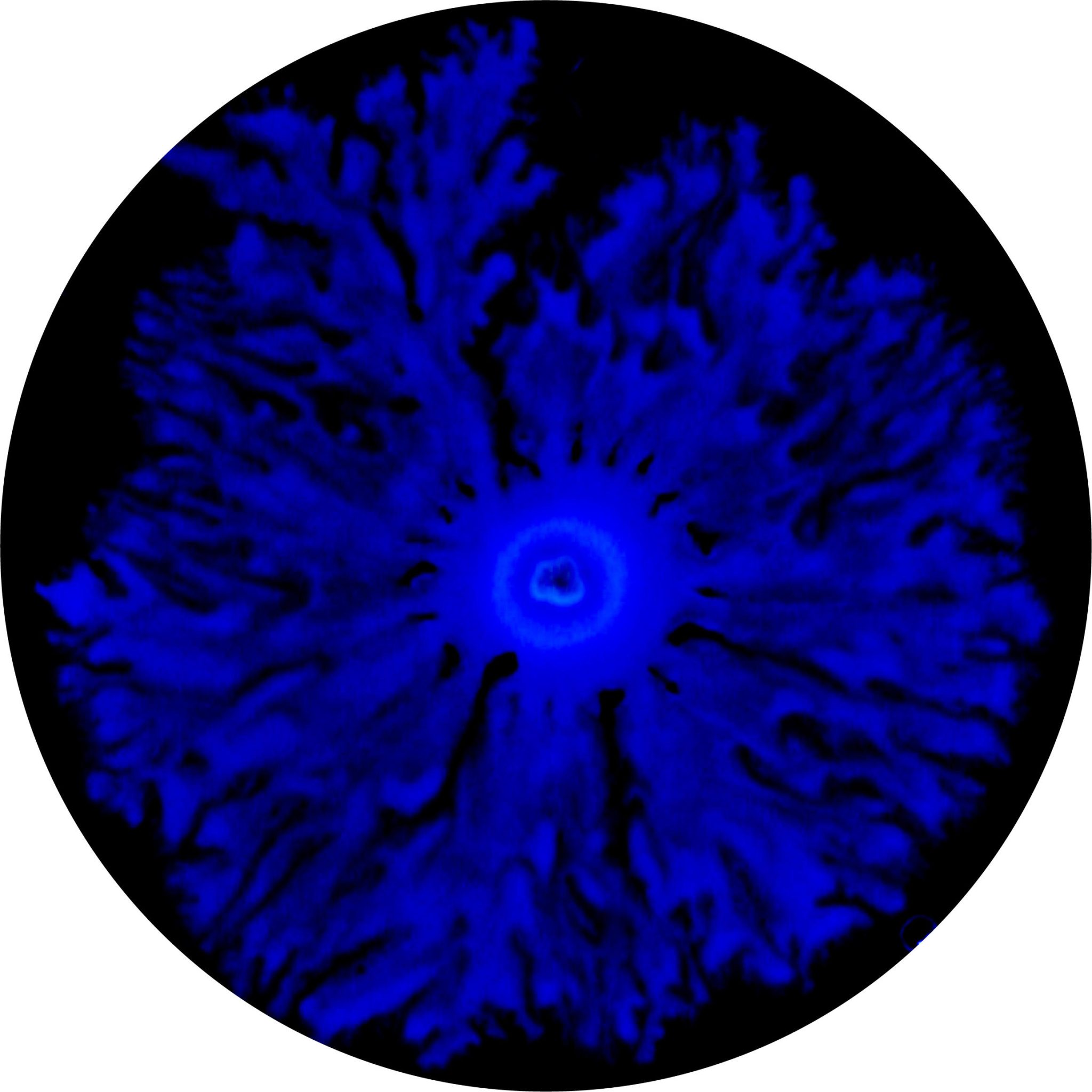 Scientists Have Discovered That Bacteria Have “Memories”