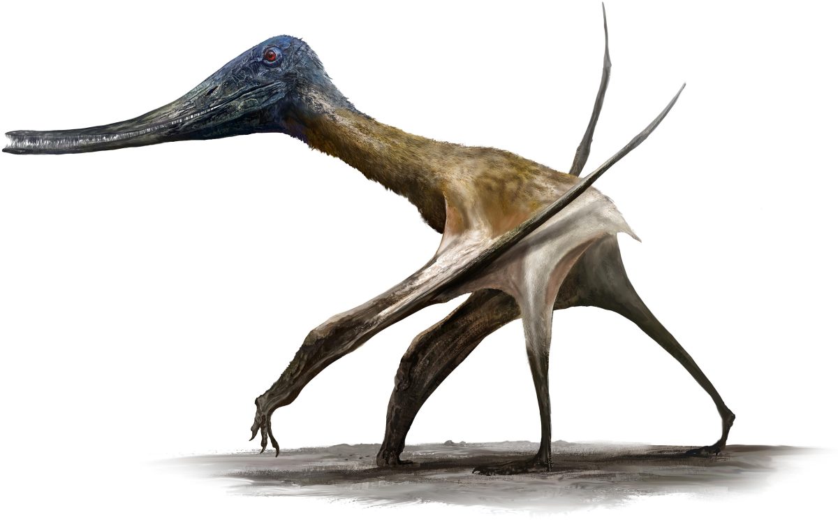 Scientists Uncover Terrestrial Secret Behind Pterosaurs’ Enormous Size