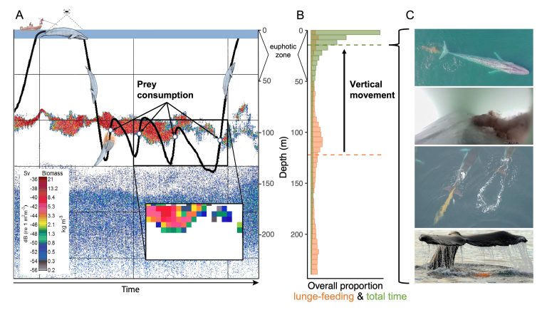 Solving the Krill Paradox: Researchers Find Whales Eat (and Poop) Far ...