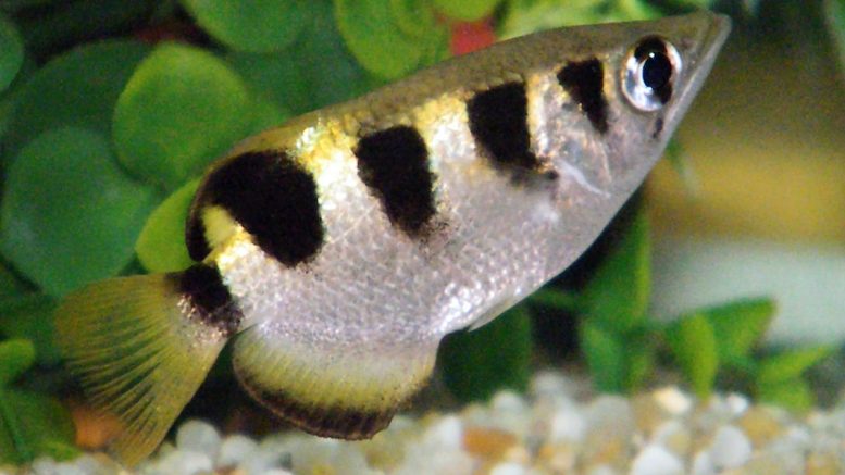 Archer Fish News - SciTechDaily