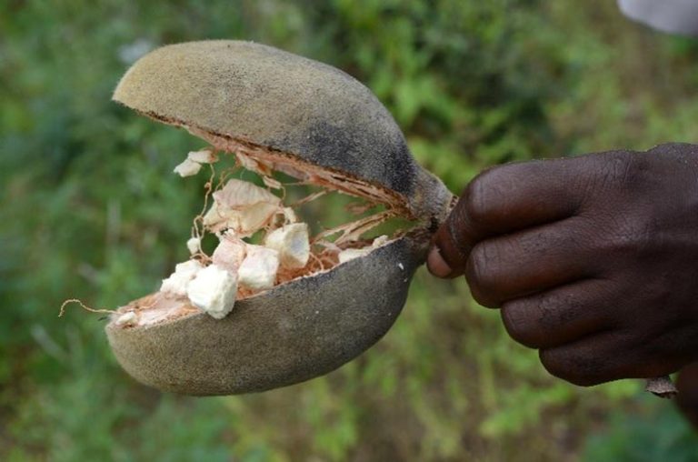 How Baobabs Conquered the World From Madagascar