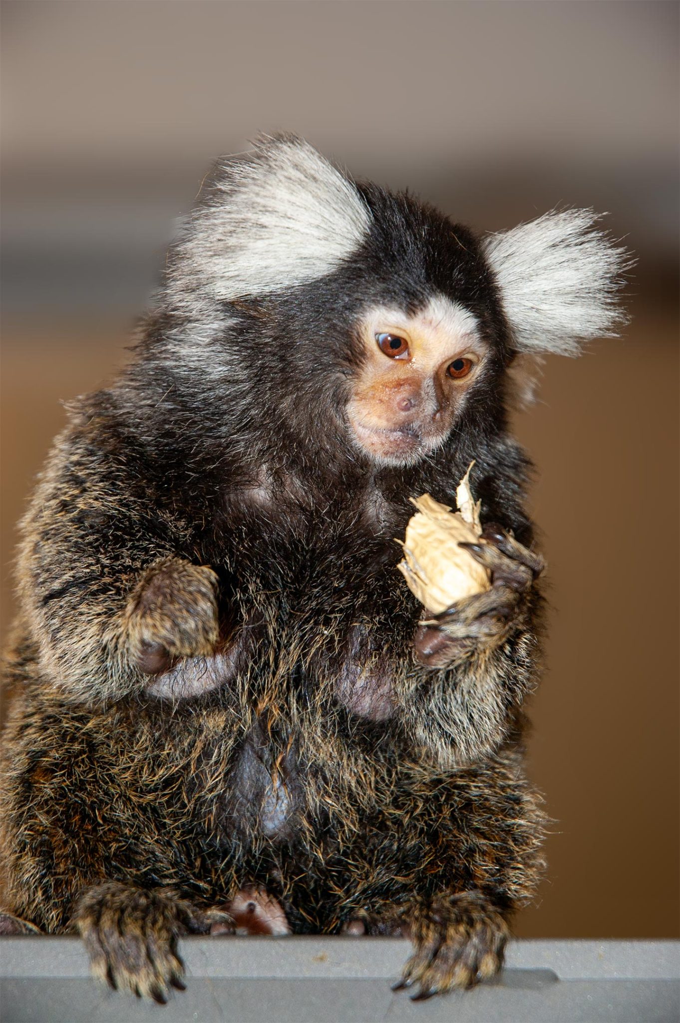 Breaking Cognitive Boundaries: Groundbreaking Study Finds Monkeys Use ...