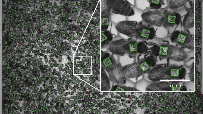 Meat-Eating “Vulture Bees” Sport Acidic Guts and an Extra Tooth for ...