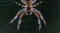 Researchers Discover 305 Million-Year-Old "Early Spider" Fossil