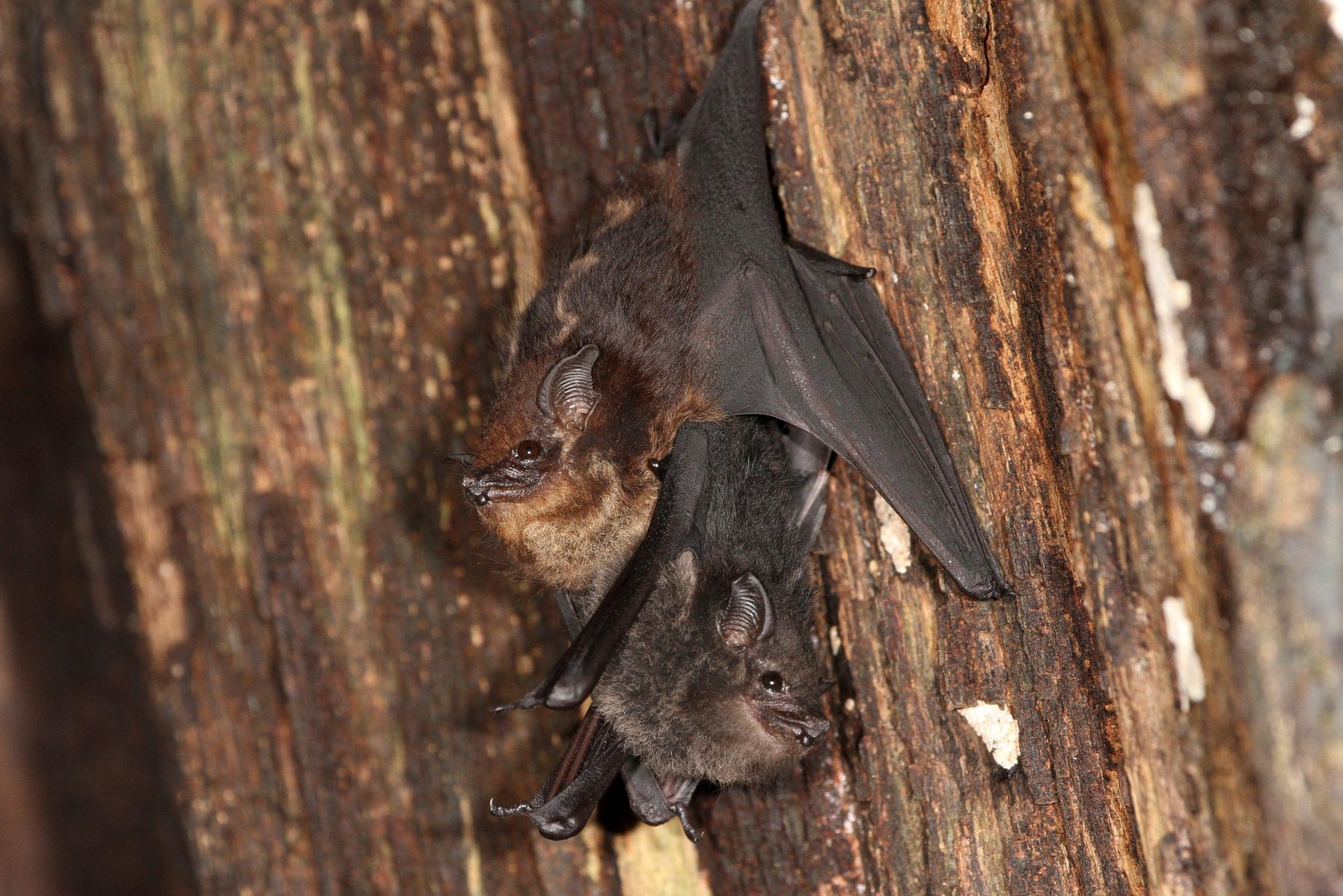 Similar to Humans, Mother Bats Use “Baby Talk” to Communicate With ...