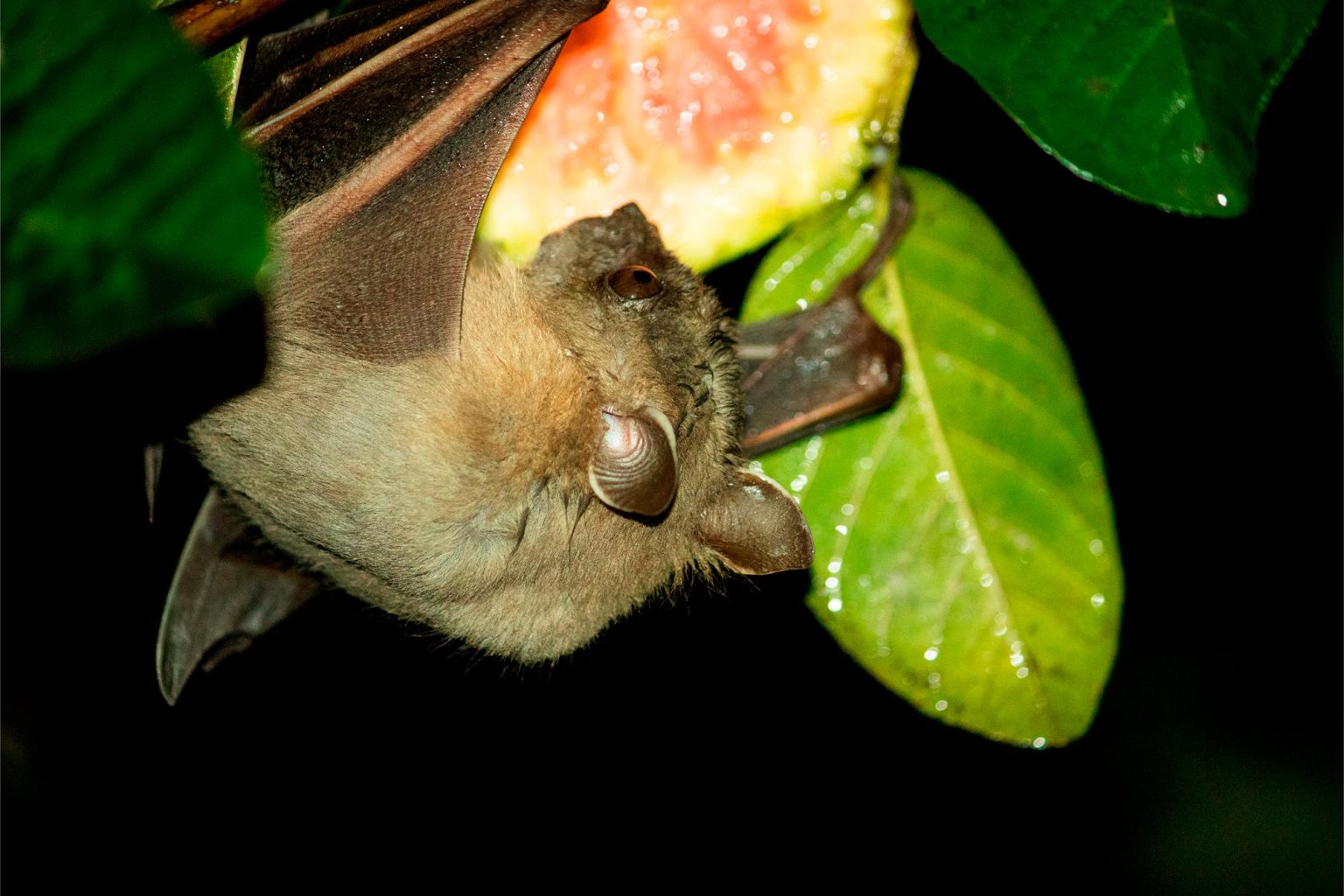 The Sweet Secret of Fruit Bats: A Healthy Sugar Diet Unveiled