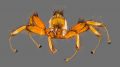 Echolocation and Wing Morphology: The Dynamic Duo of Bat Evolution