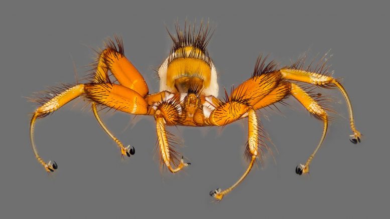 Echolocation and Wing Morphology: The Dynamic Duo of Bat Evolution