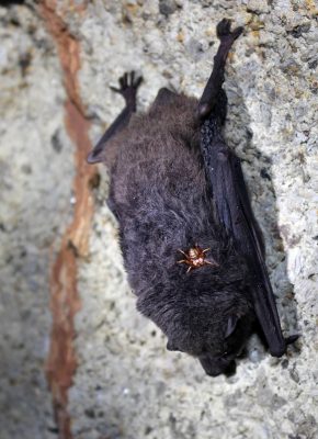 Blood-Sucking Bugs Find Bats To Bite Thanks to Bacteria