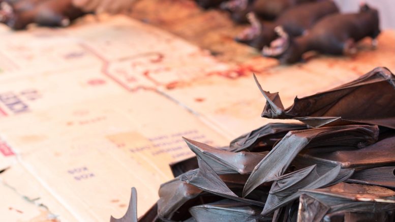 The Rann of Kutch: India’s White Desert