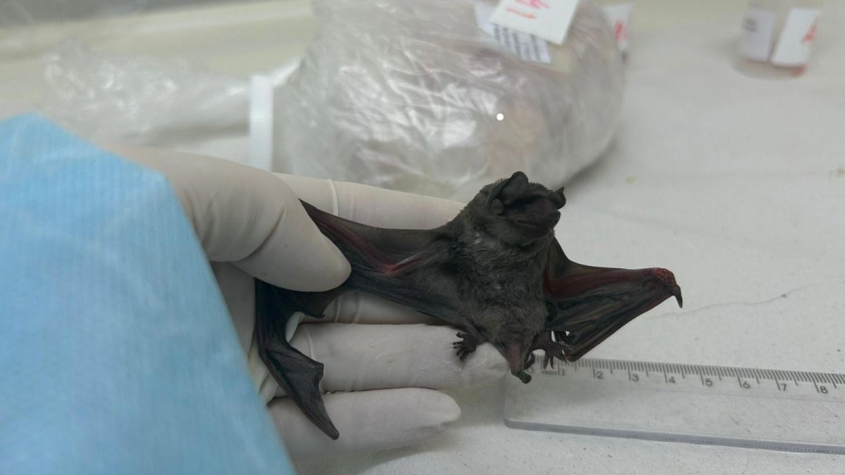 New Coronavirus Discovered in South American Bats – Could It Infect Humans?
