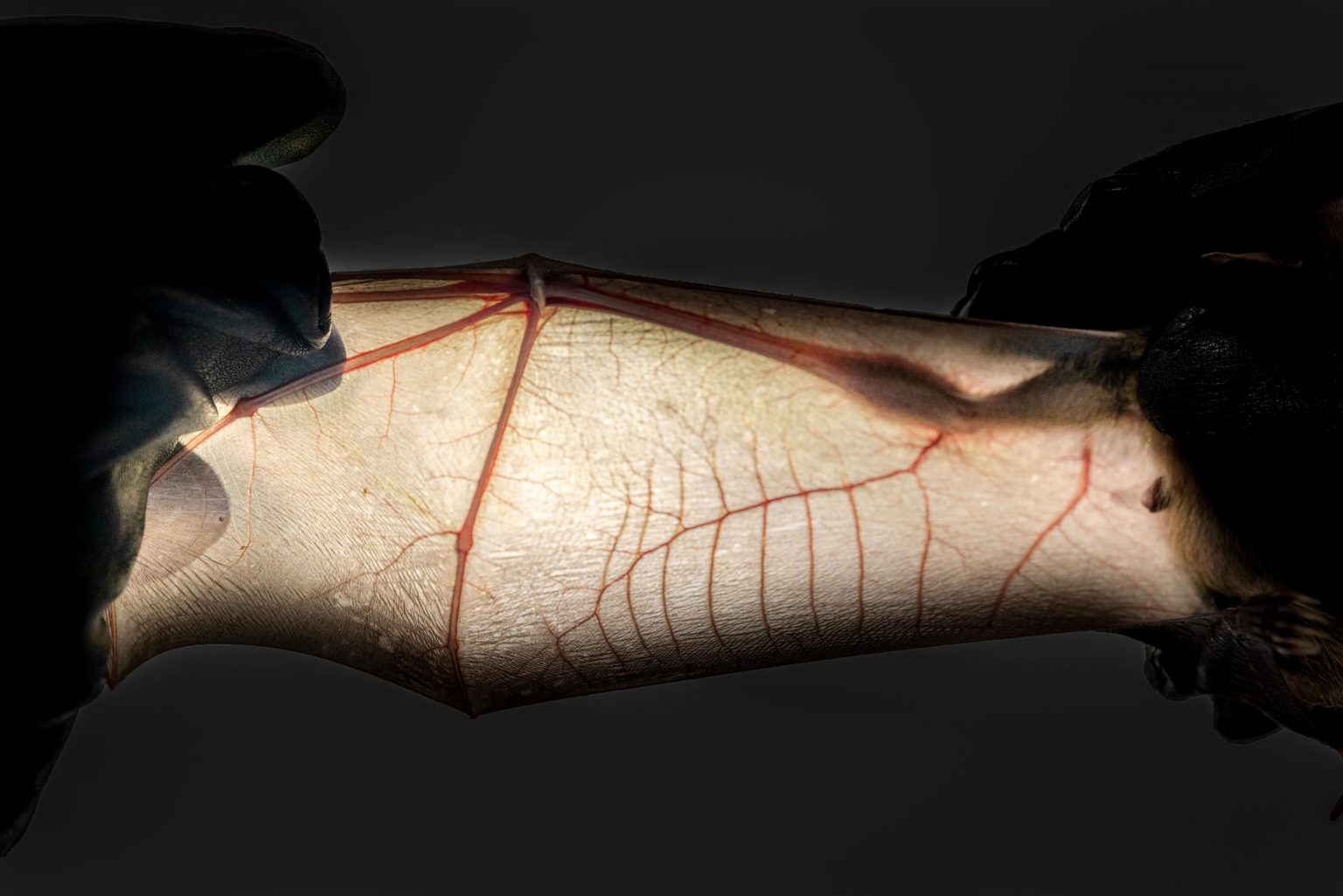 New Research Uncovers Why Bats Excel As Viral Reservoirs Without ...