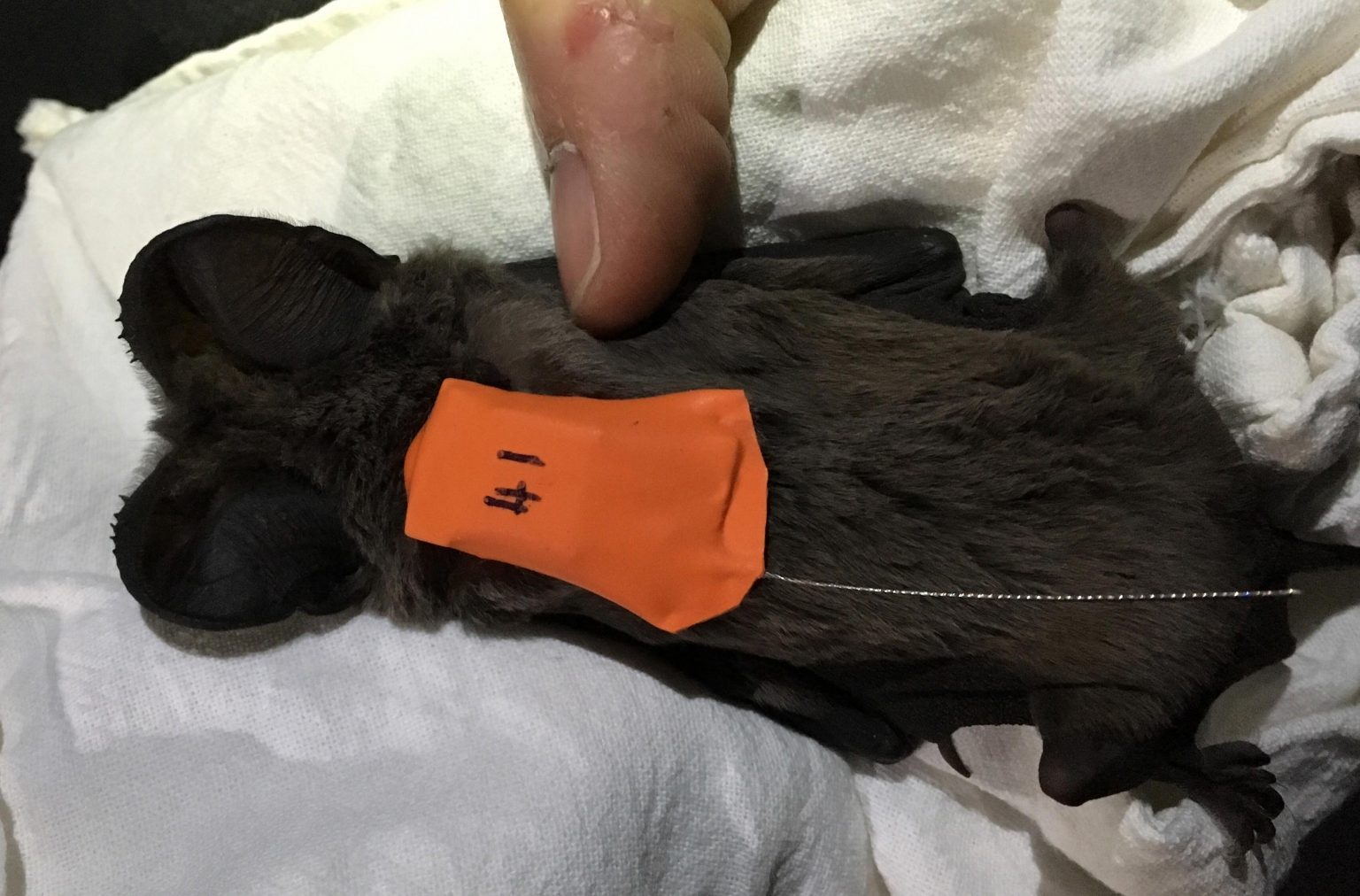 Scientists Discover How Fast-Flying Bats Are Able to Reach Great ...