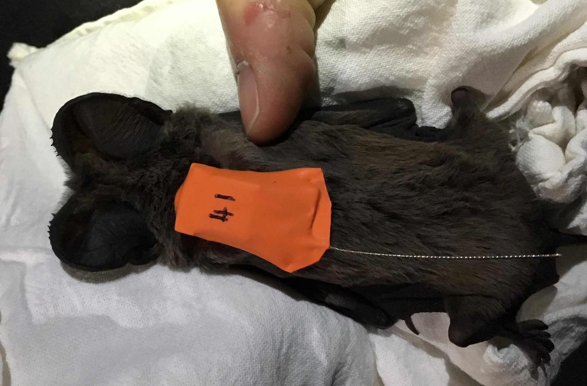 Scientists Discover How Fast-Flying Bats Are Able to Reach Great ...