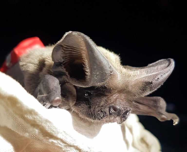 Scientists Discover How Fast-Flying Bats Are Able to Reach Great ...