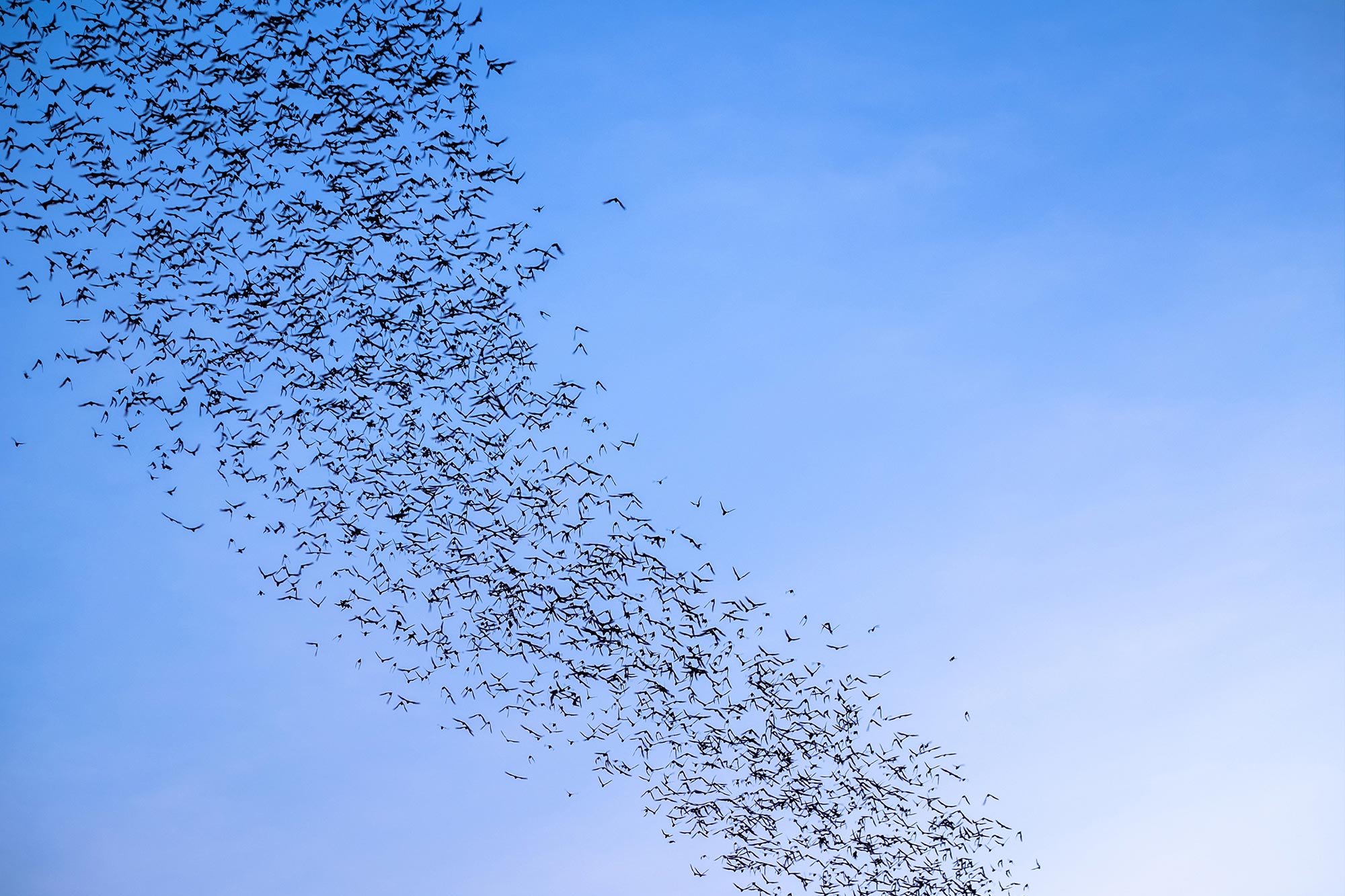 Storm Surfers of the Sky: How Bats Harness Winds to Power Migration