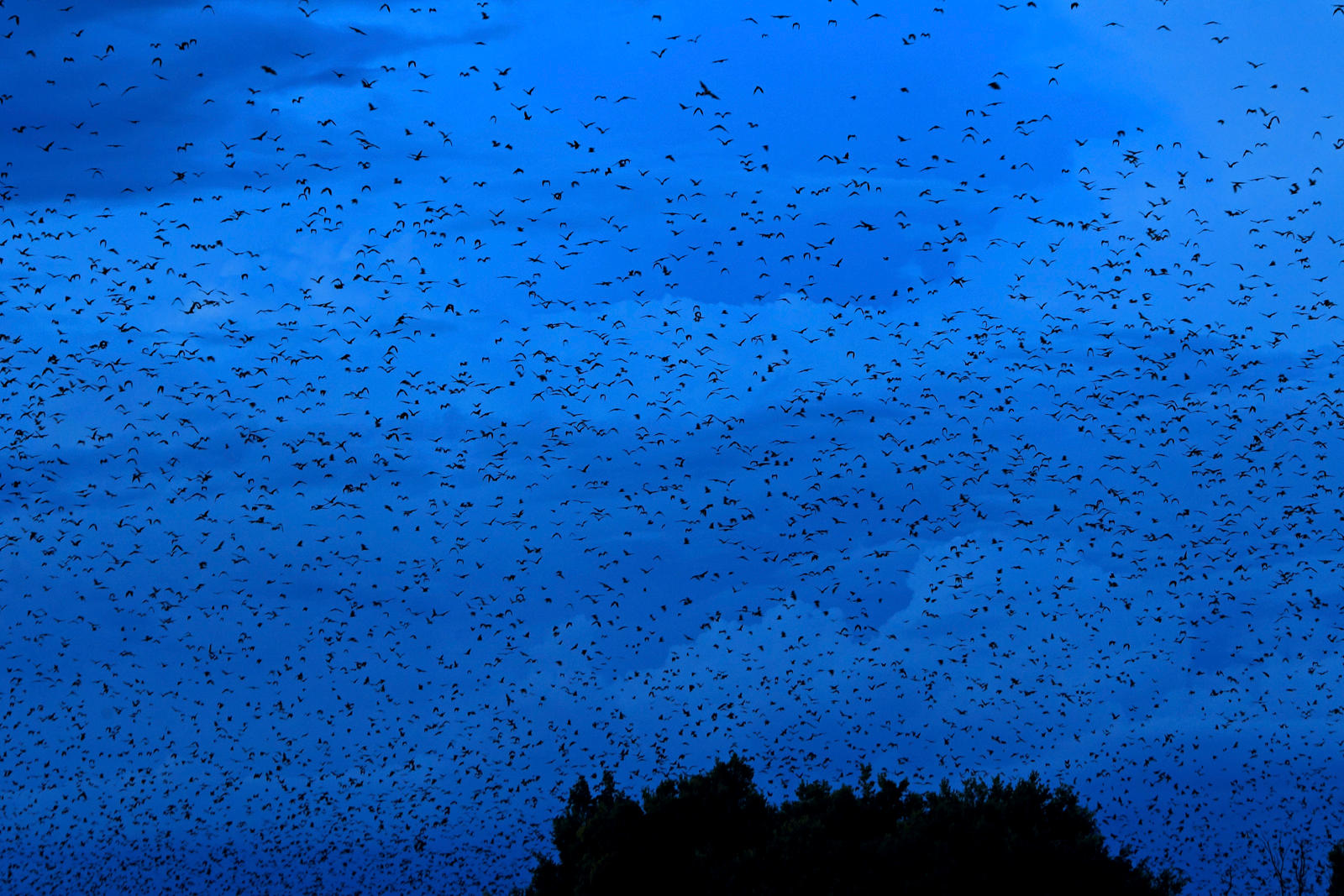 AI Eyes on the Sky: Counting Africa’s Largest Bat Colony