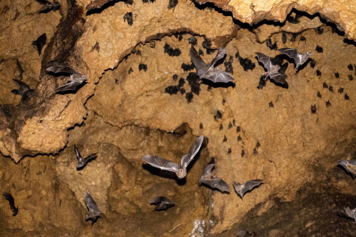 Jaw Wars: How Bats Evolved a Diverse Arsenal of Teeth for Survival